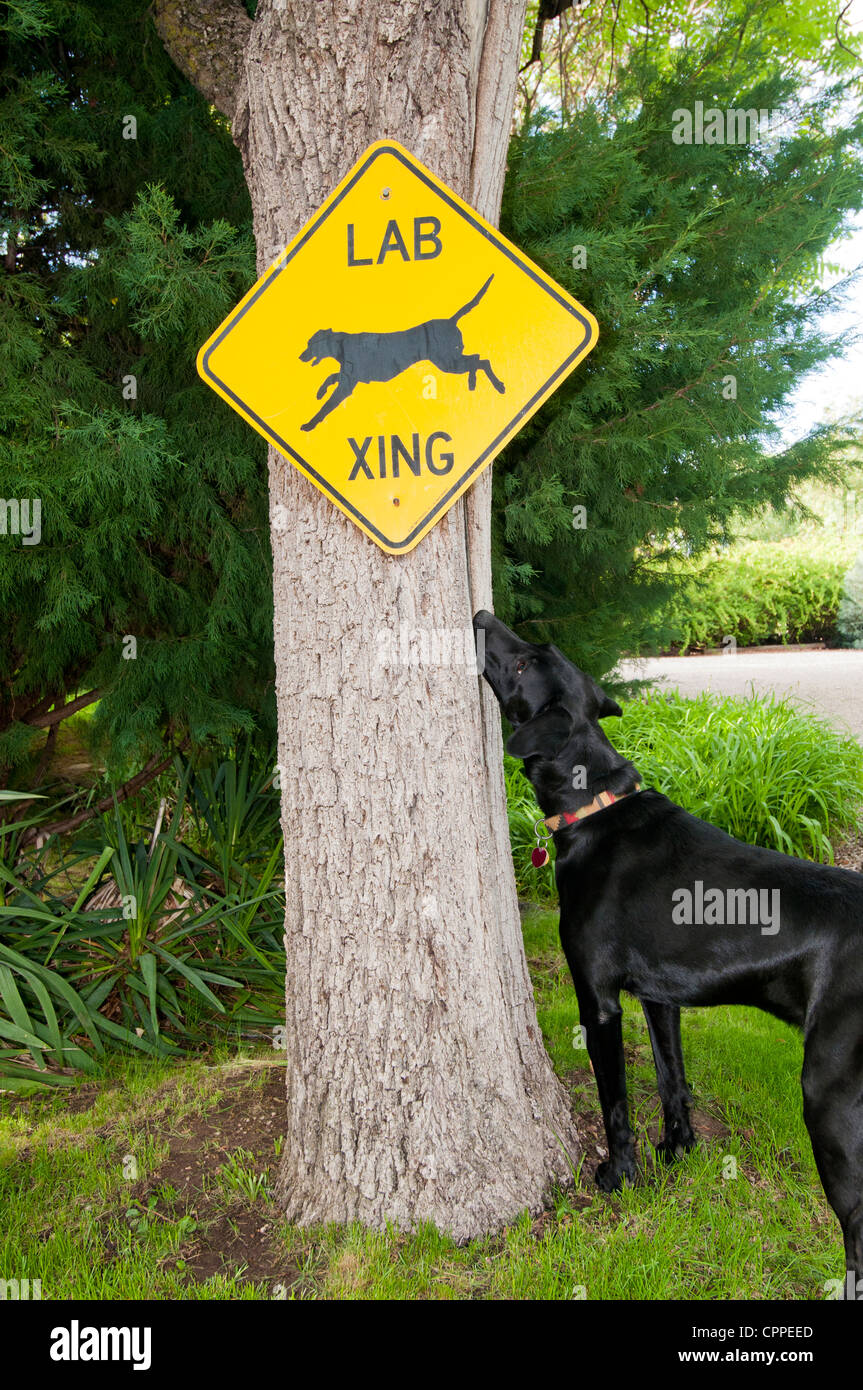Black lab hunting hi-res stock photography and images - Alamy