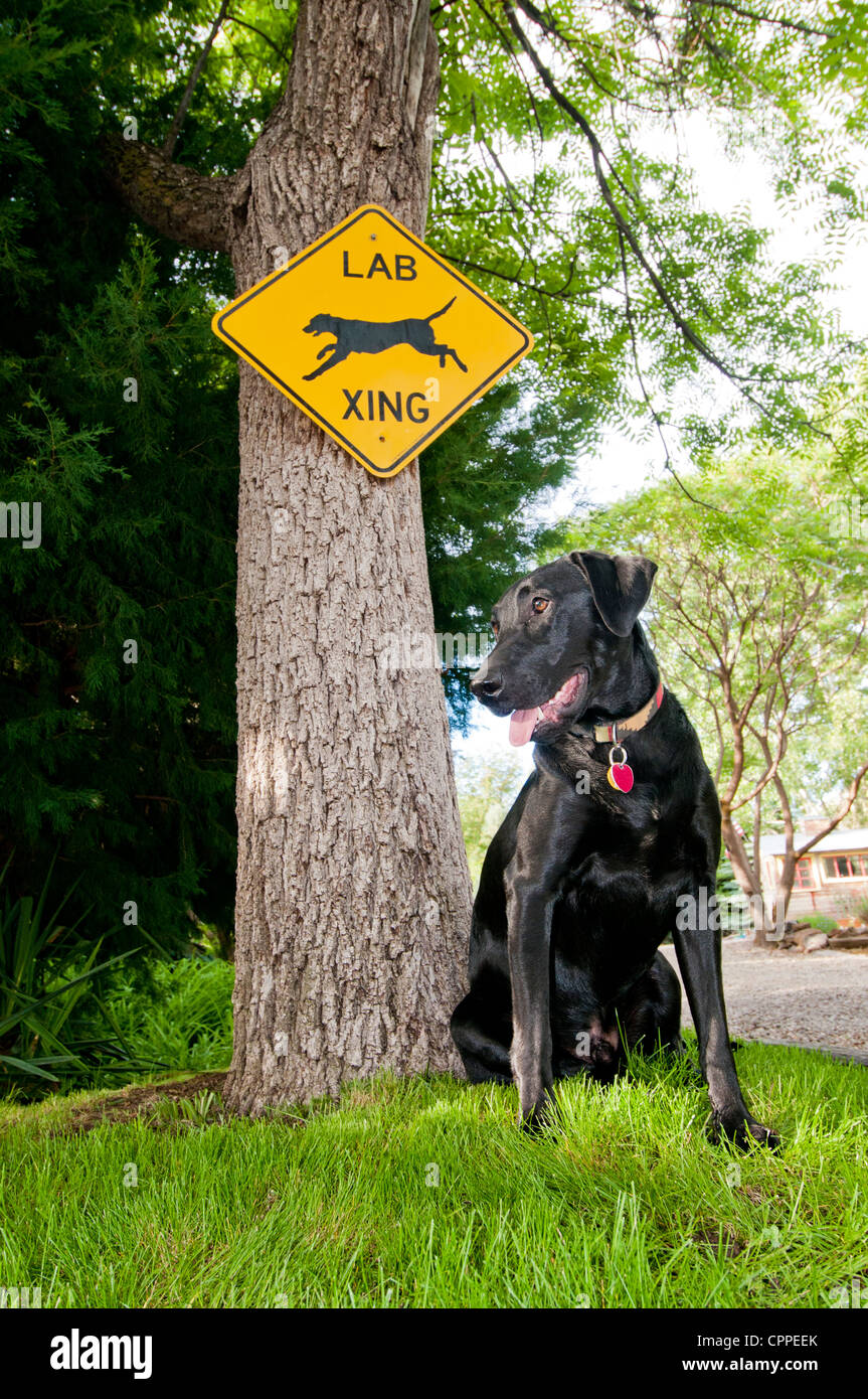 Black lab hunting hi-res stock photography and images - Alamy