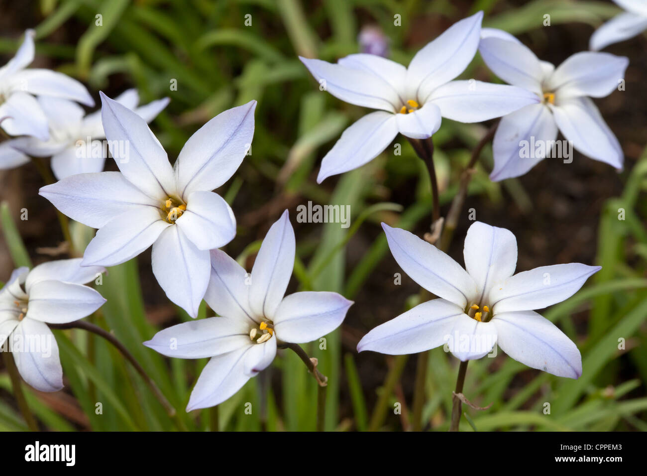 Blue star blossom hi-res stock photography and images - Alamy