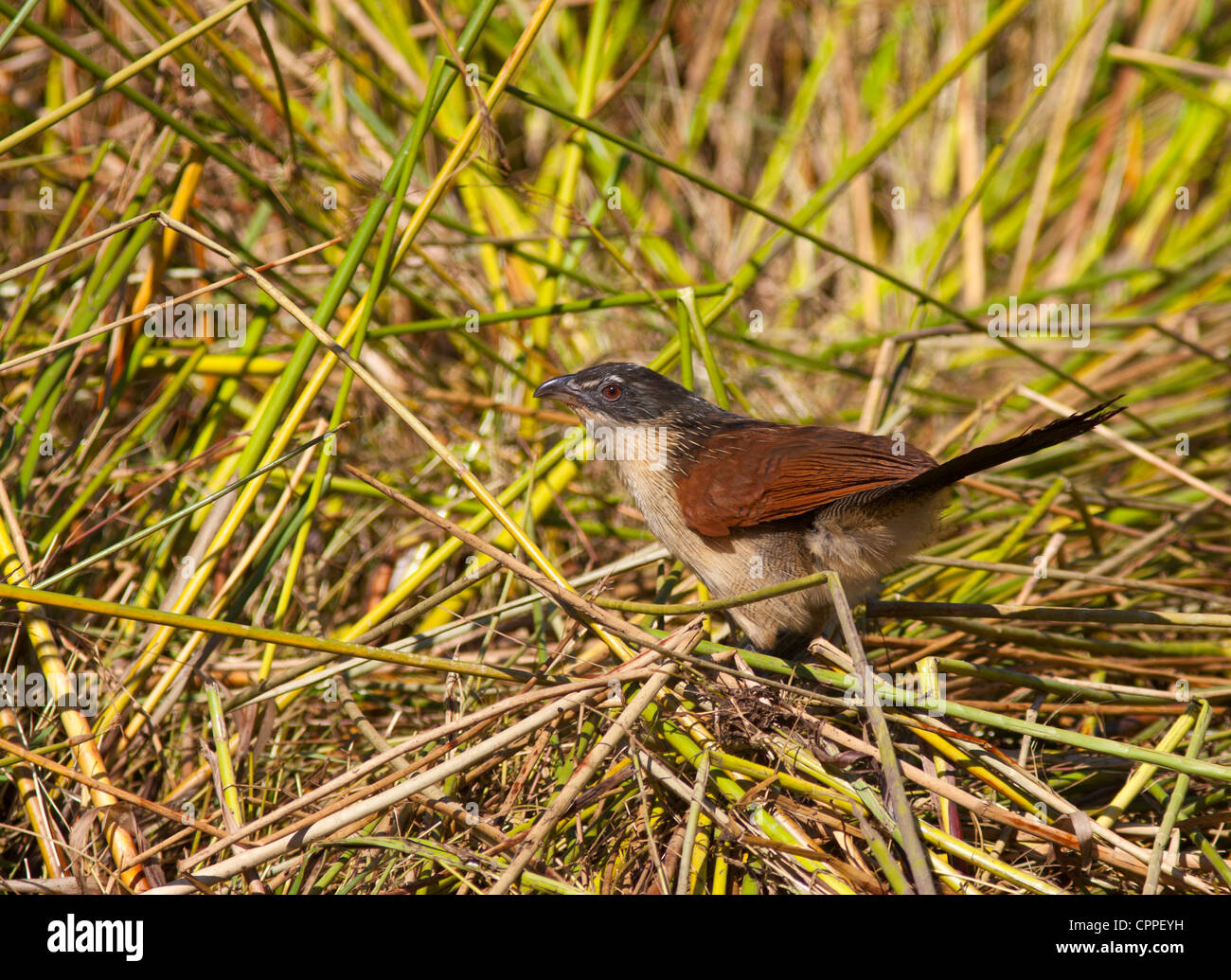 Coucal species hi-res stock photography and images - Alamy