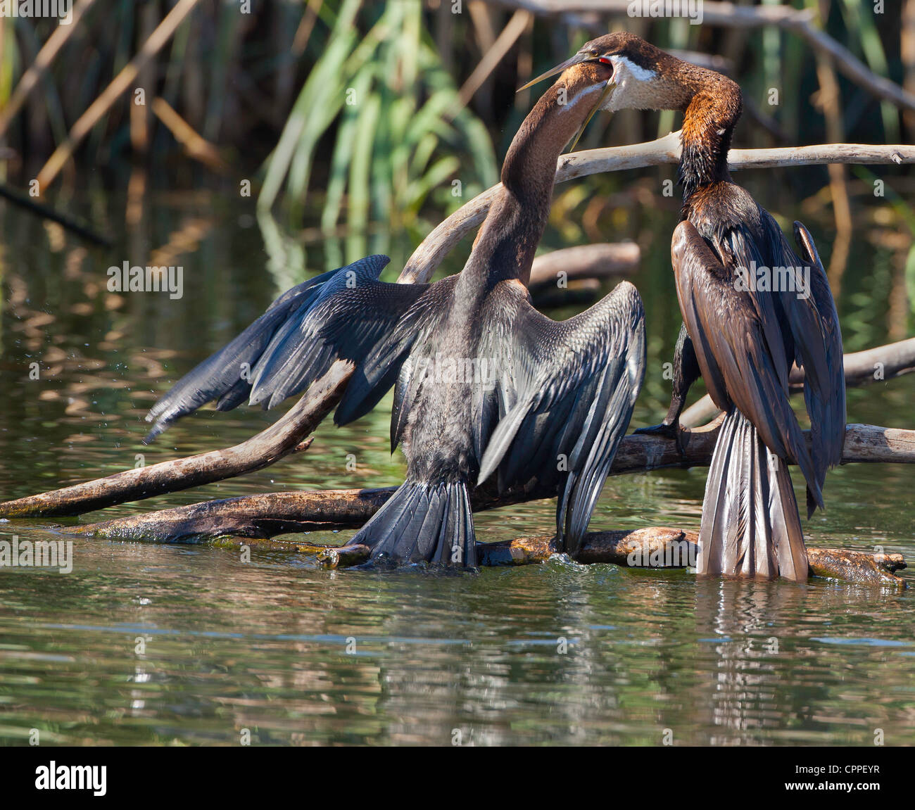 Cormorant throat hi-res stock photography and images - Alamy