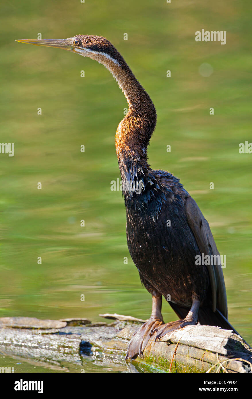 Waterbird algae hi-res stock photography and images - Alamy