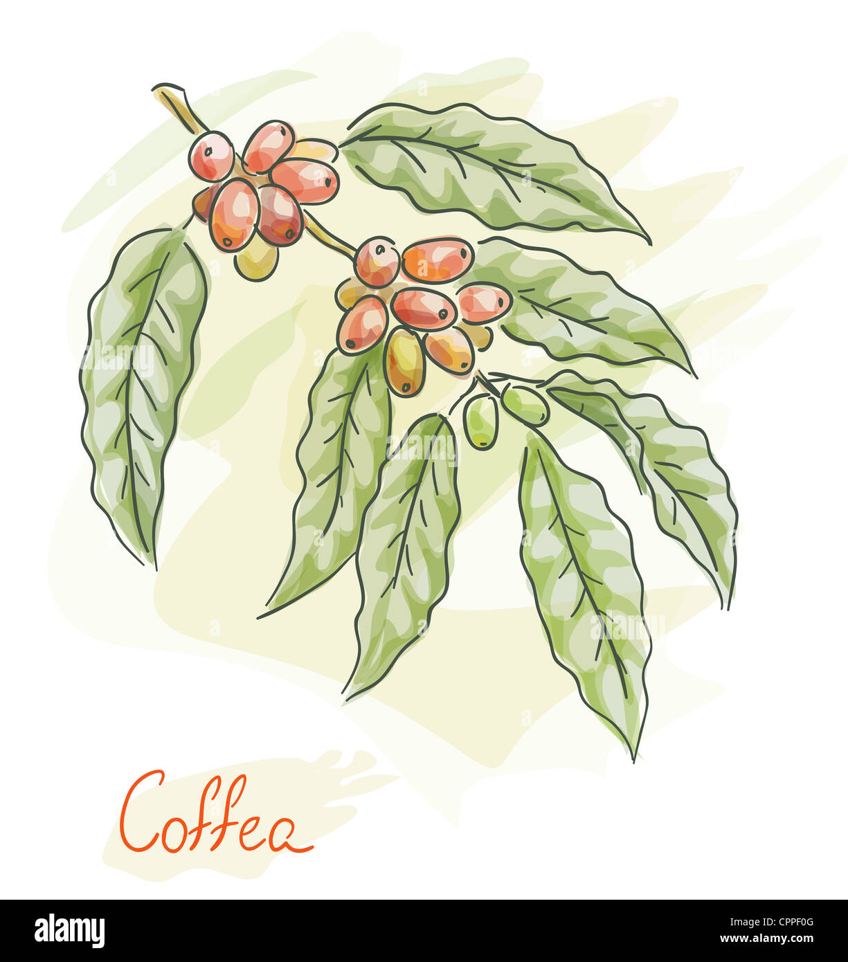 Twig of coffea. Watercolor style. Illustration Stock Photo - Alamy