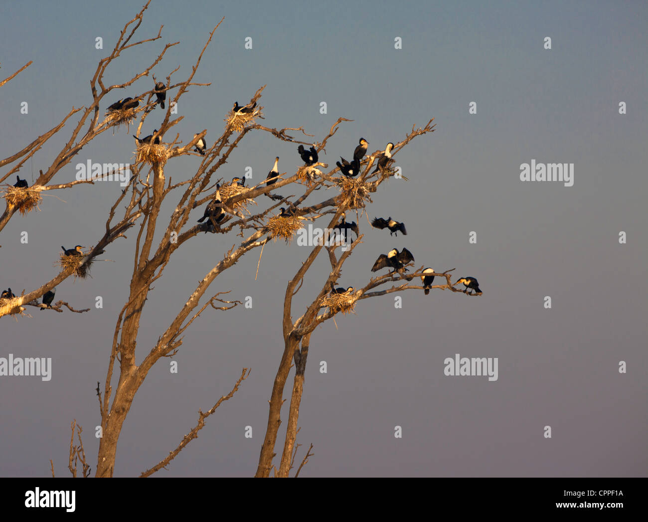 Large nests hi-res stock photography and images - Alamy