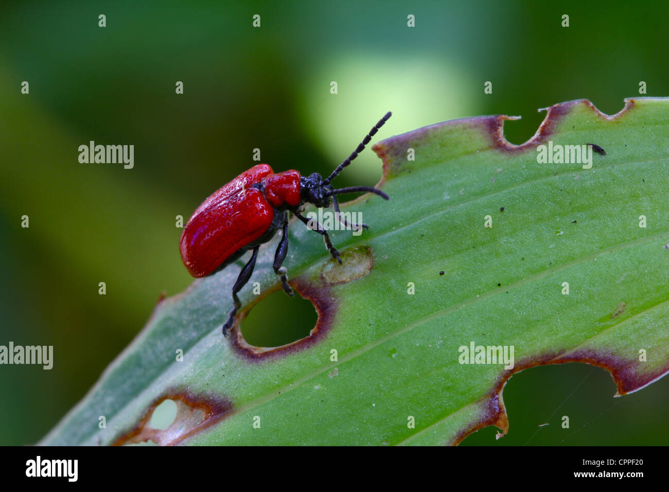 Lily Beetle on garden plant showing destruction it causes Stock Photo ...