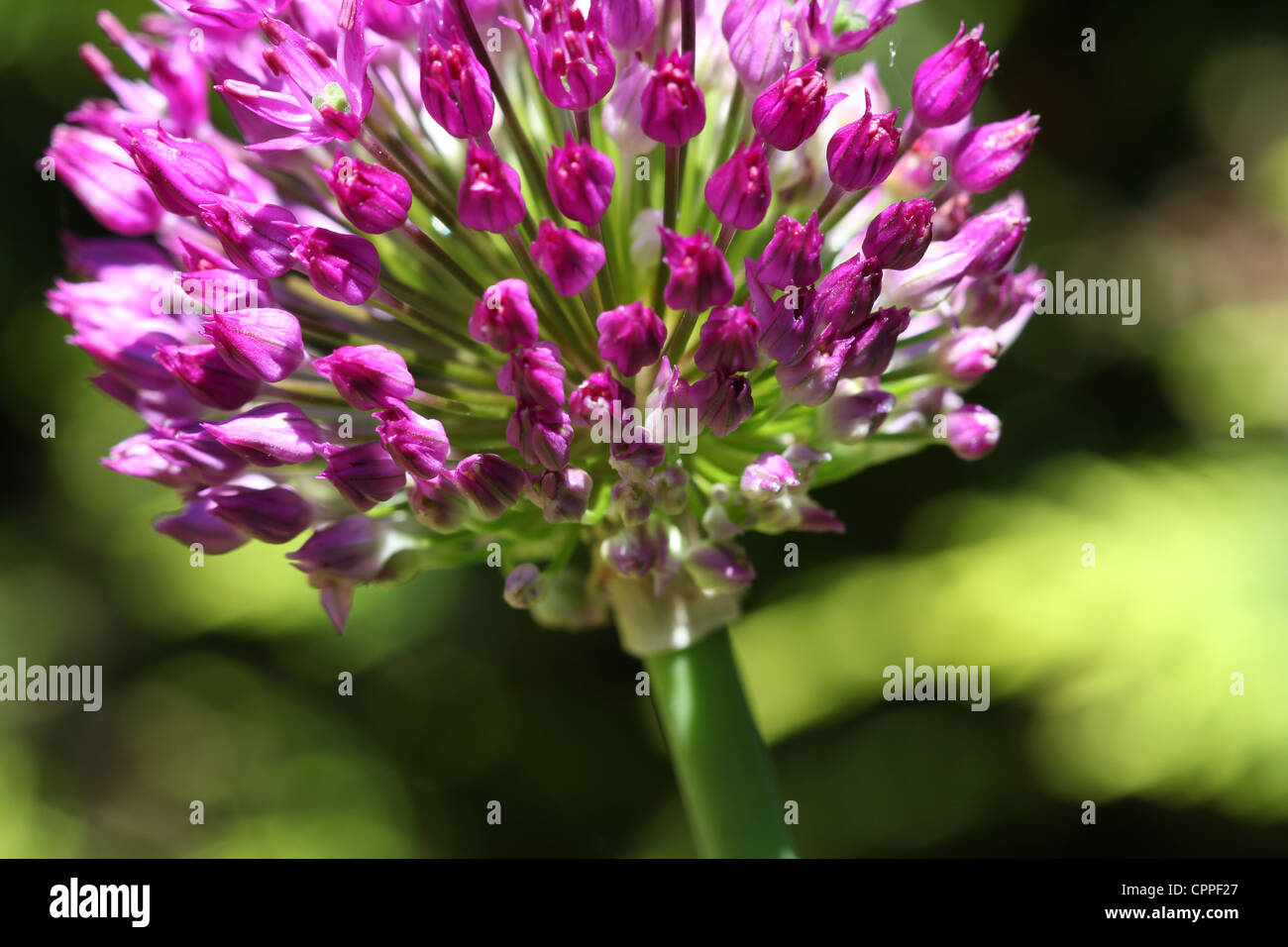 Allium Flower close up coming into bloom Stock Photo - Alamy