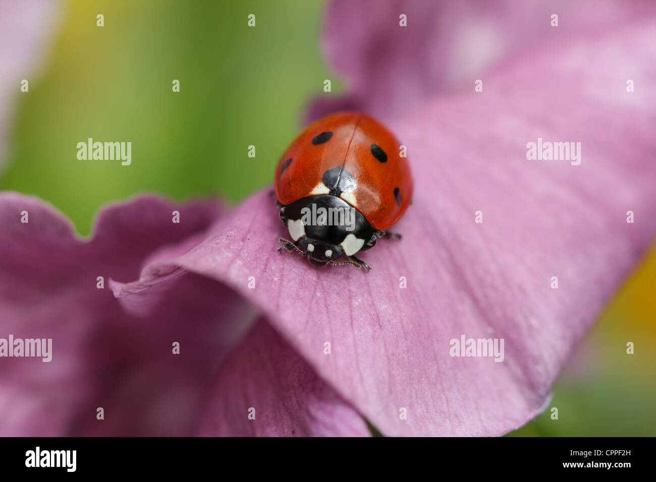 ladybird on flower, front view Stock Photo - Alamy