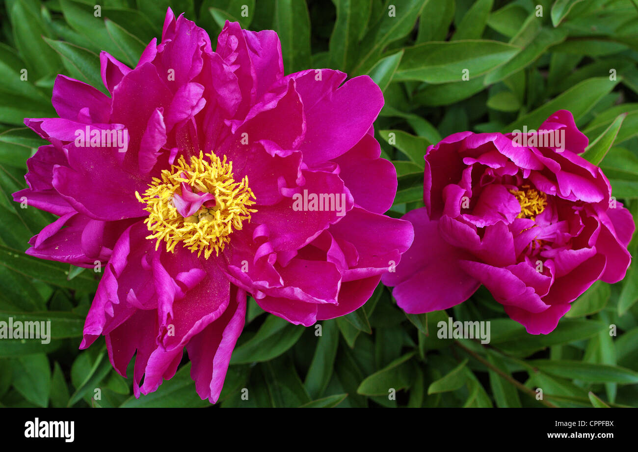 Purple peonies hi-res stock photography and images - Alamy