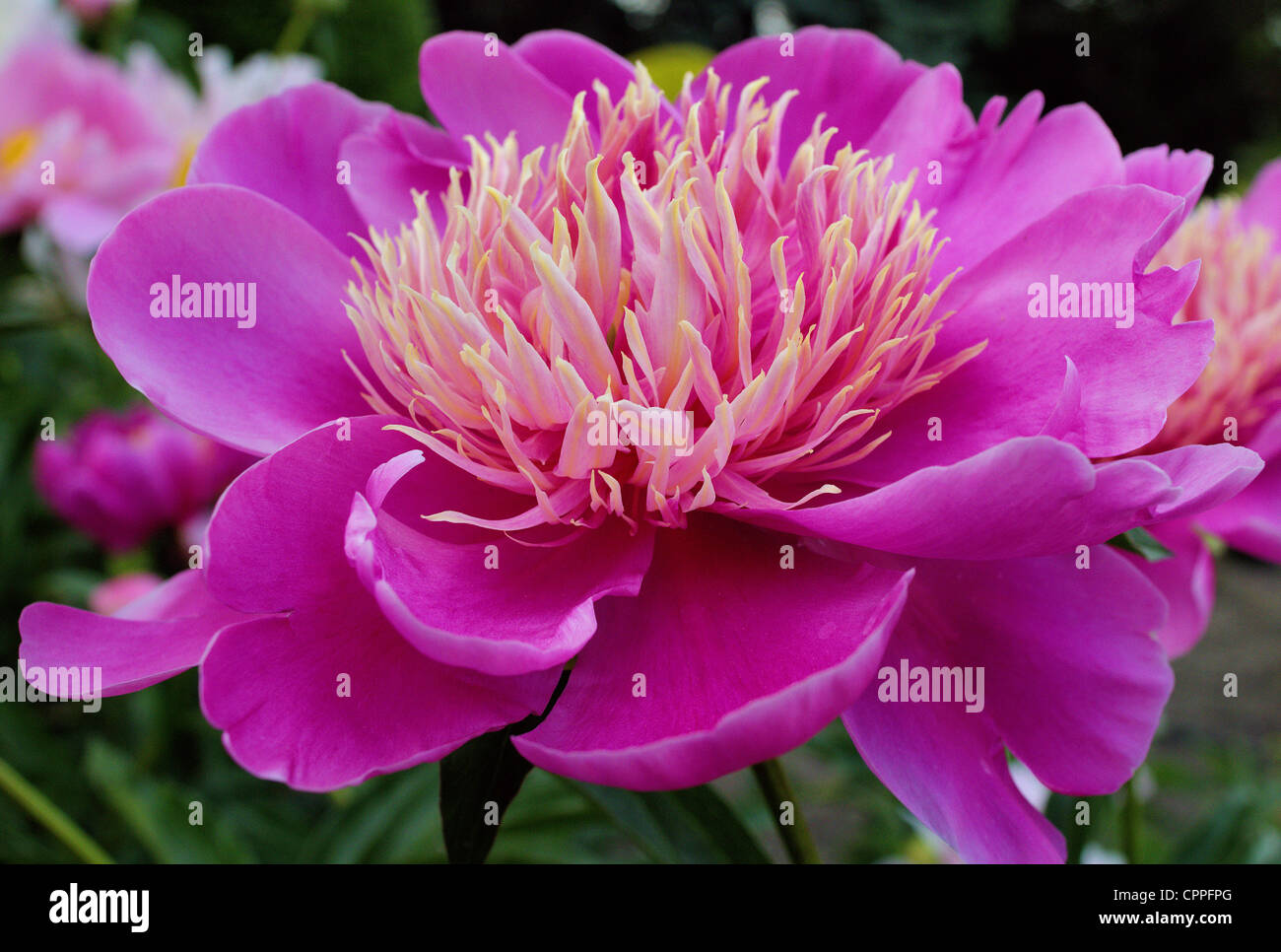 Pink peony flower close up Peonia Stock Photo - Alamy