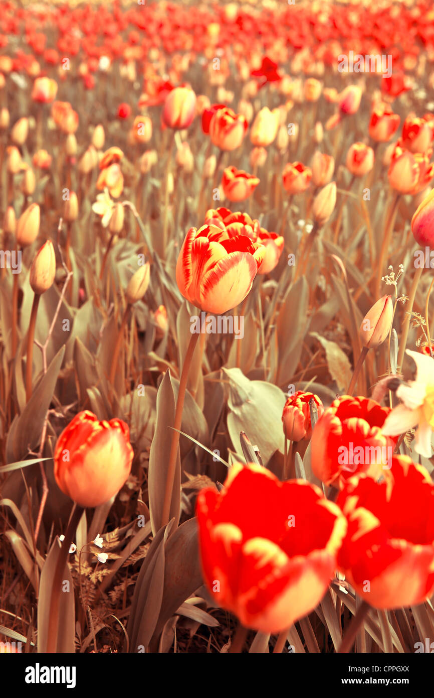 Field of flowers in spring with tulips Stock Photo - Alamy