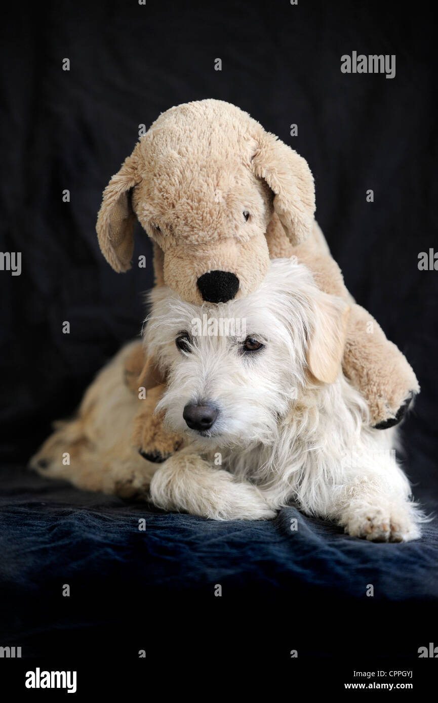 Cute sweet animal hi-res stock photography and images - Alamy