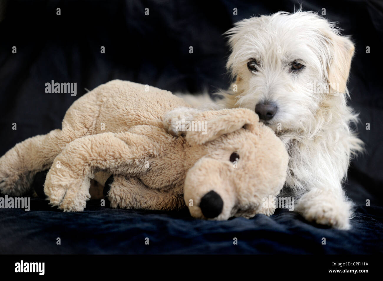 Cute sweet animal hi-res stock photography and images - Alamy