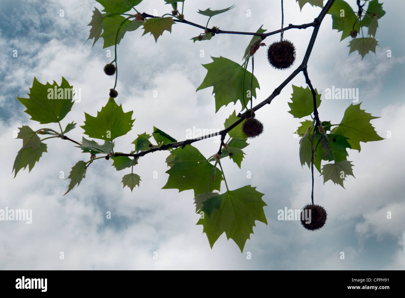 Plane tree growth hi-res stock photography and images - Alamy