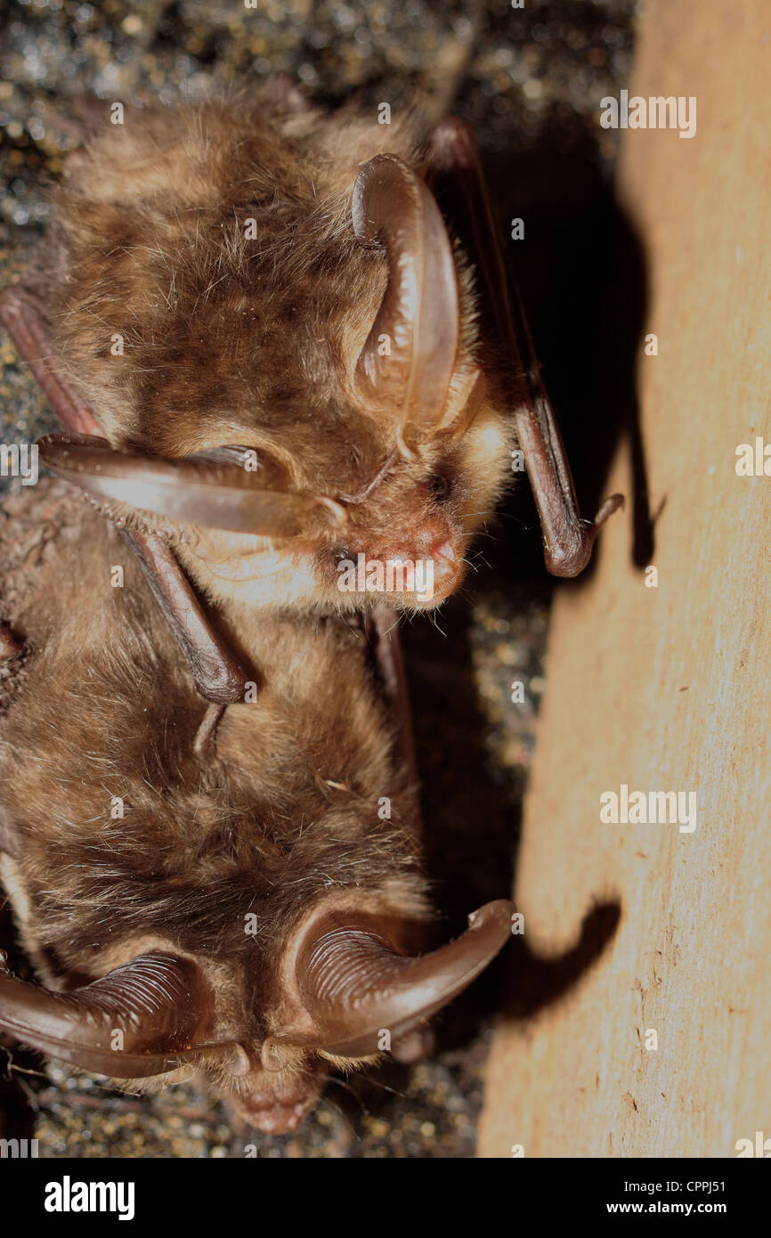 Tragus hi-res stock photography and images - Alamy