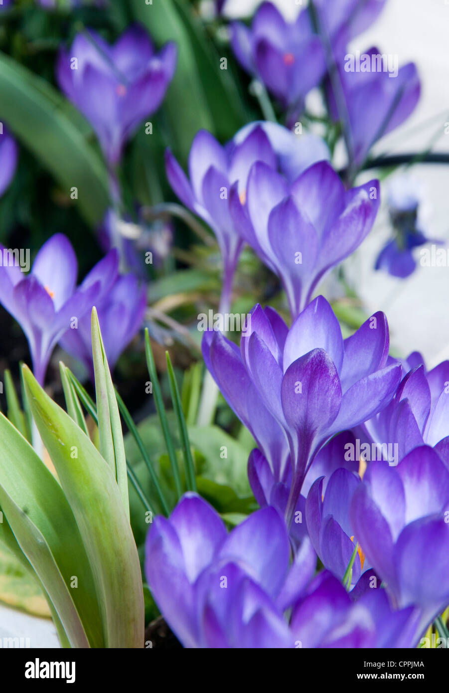 Blue crocus hi-res stock photography and images - Alamy