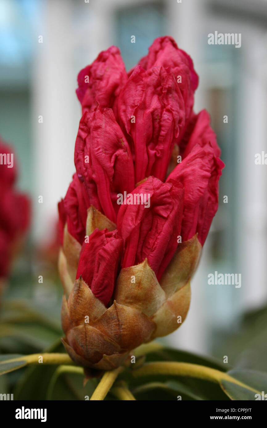 Red rhododendron buds Stock Photo - Alamy