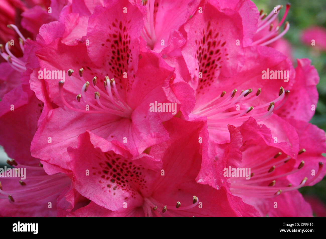 Large red rhododendron flower Stock Photo - Alamy