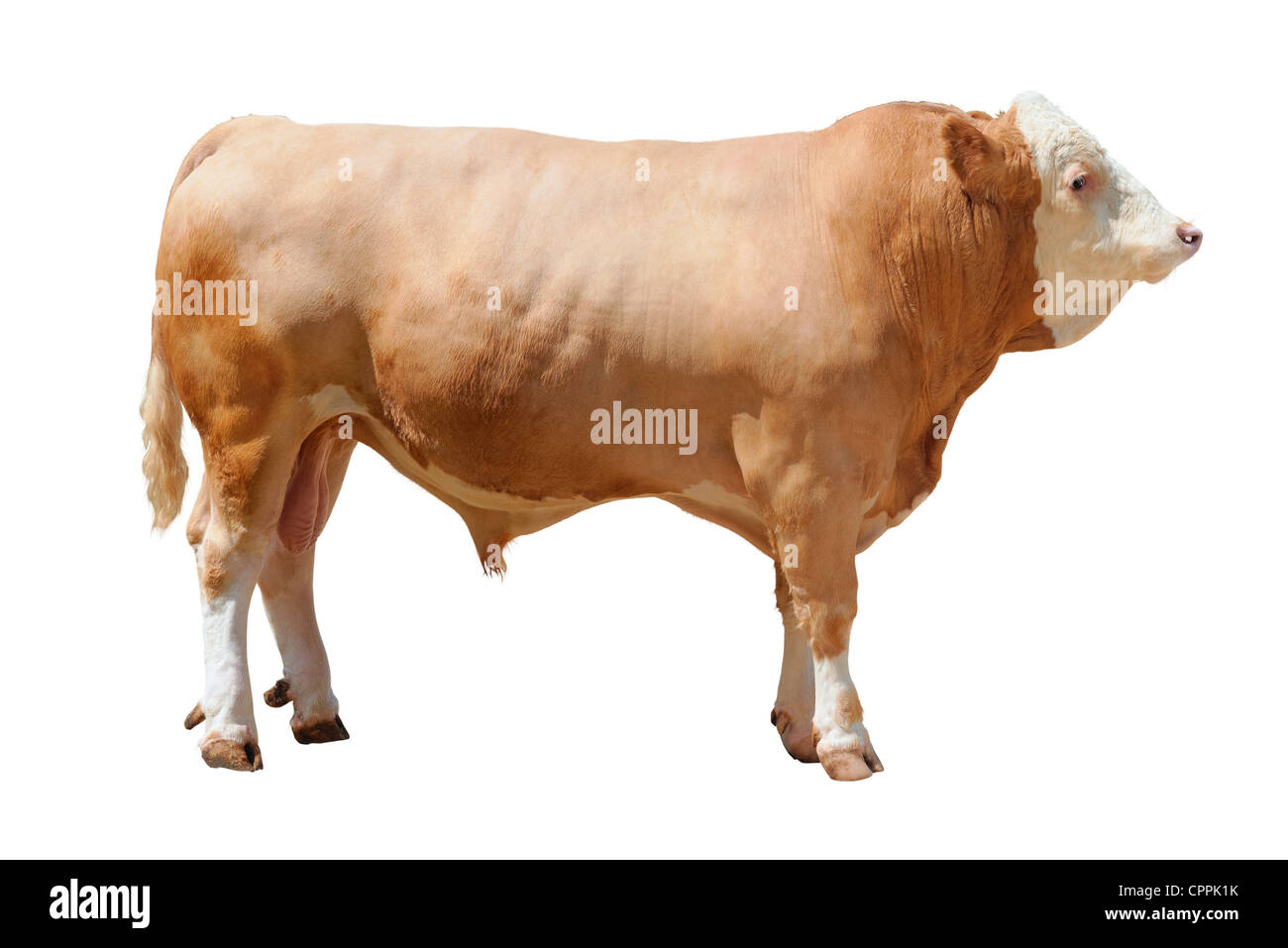 Photo of the breeding bull on a exhibition on a white background Stock ...
