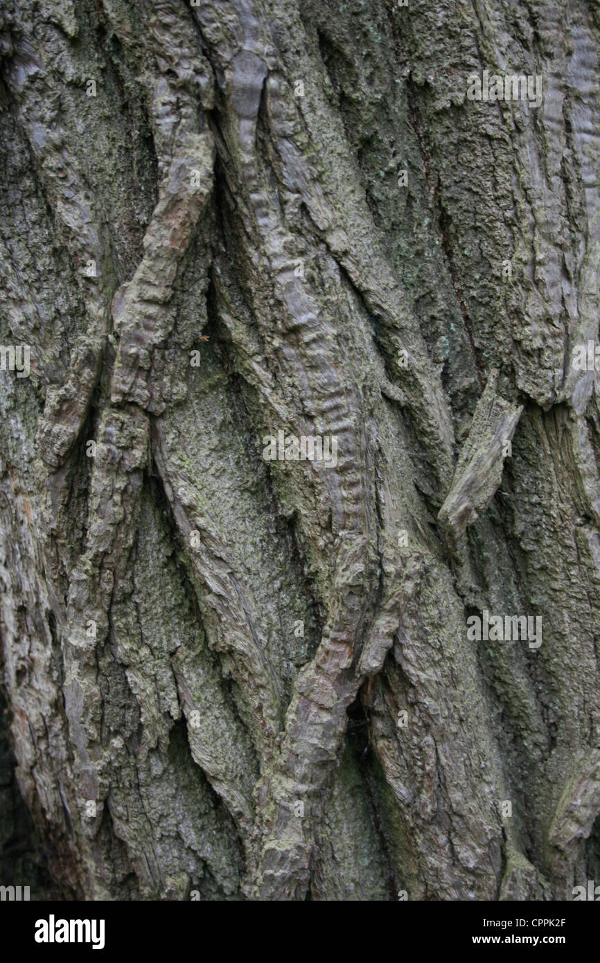 Bark of a tree Stock Photo - Alamy