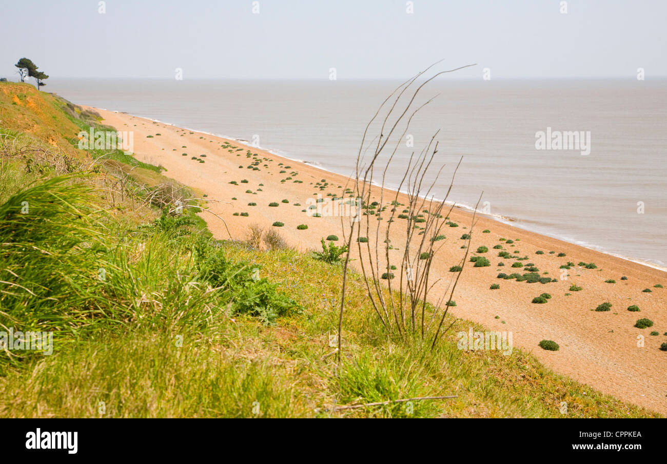 Vegetated shingle beach sea kale Bawdsey, Suffolk, England Stock Photo ...