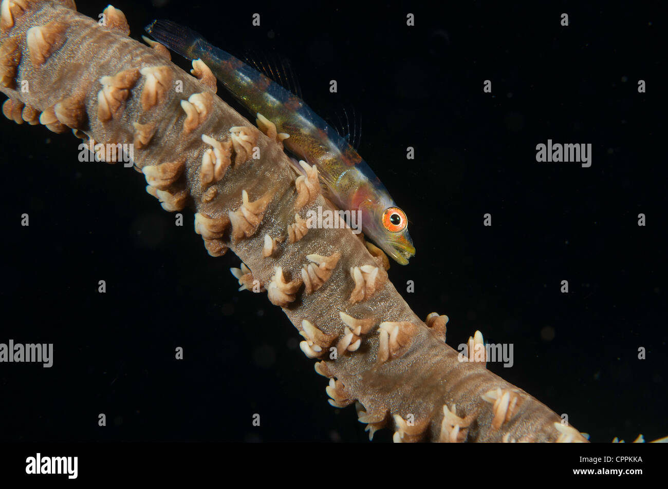 Whip coral goby hi-res stock photography and images - Alamy