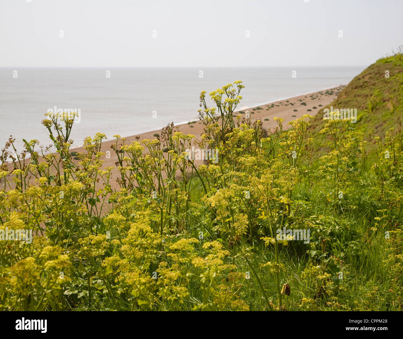 Alexanders flowering plant, Smyrnium olusatrum, growing in coastal ...