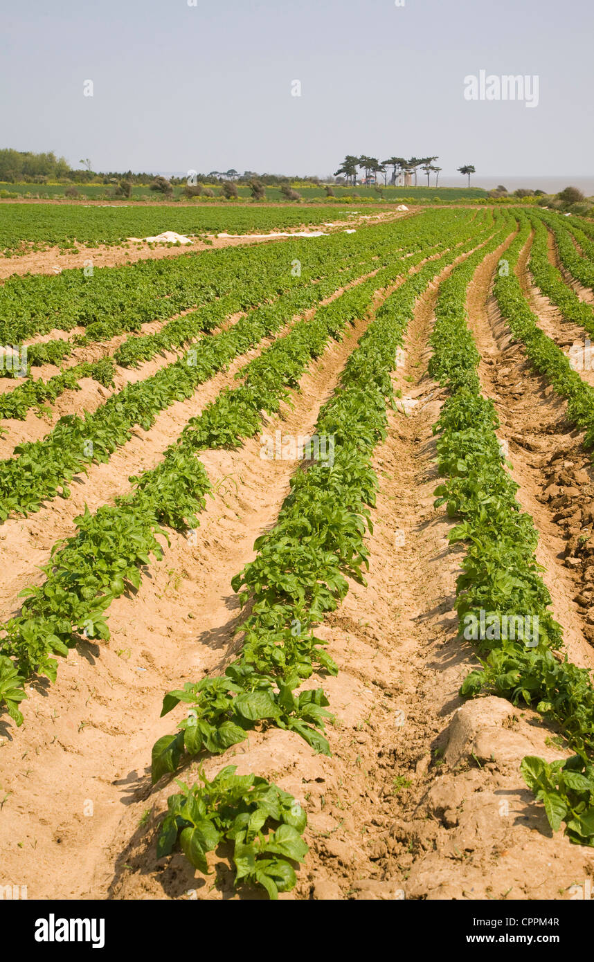 Potato Growing England Stock Photos & Potato Growing England Stock ...