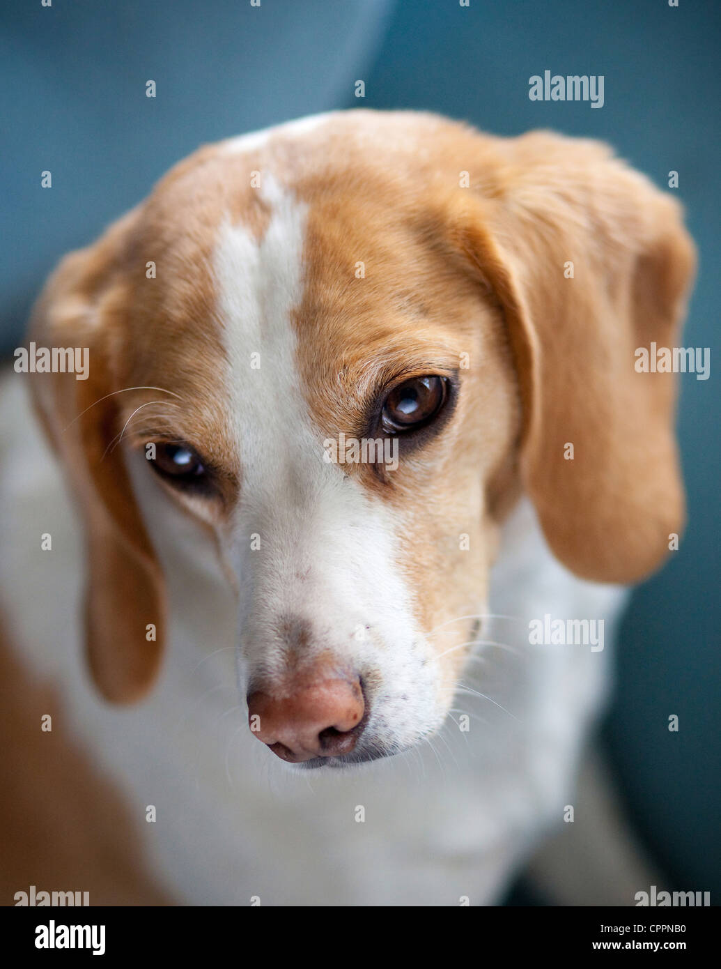 Beagle looks seductively at camera Stock Photo - Alamy