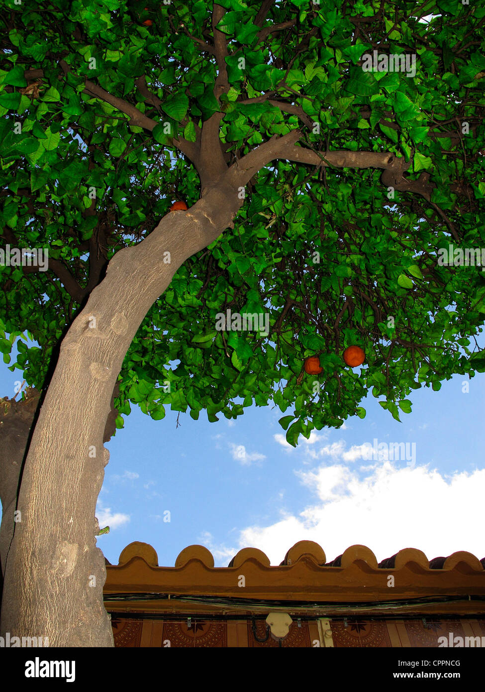 Spain Andalusia orange tree along the road Stock Photo - Alamy