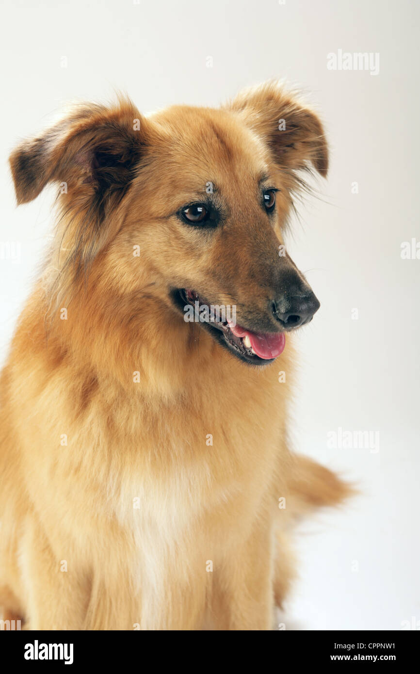 Portrait of a medium sized golden brown dog in a studio Stock Photo - Alamy