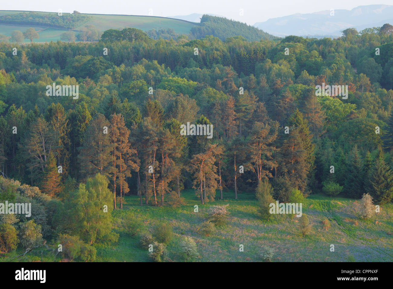 Looking to Baron Wood from Coombs Wood at Armathwaite, Eden Valley ...
