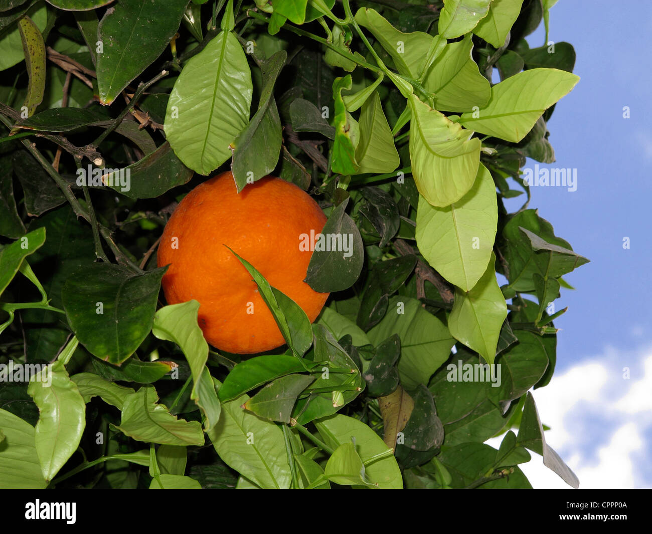 Spain Andalusia orange tree along the road Stock Photo - Alamy