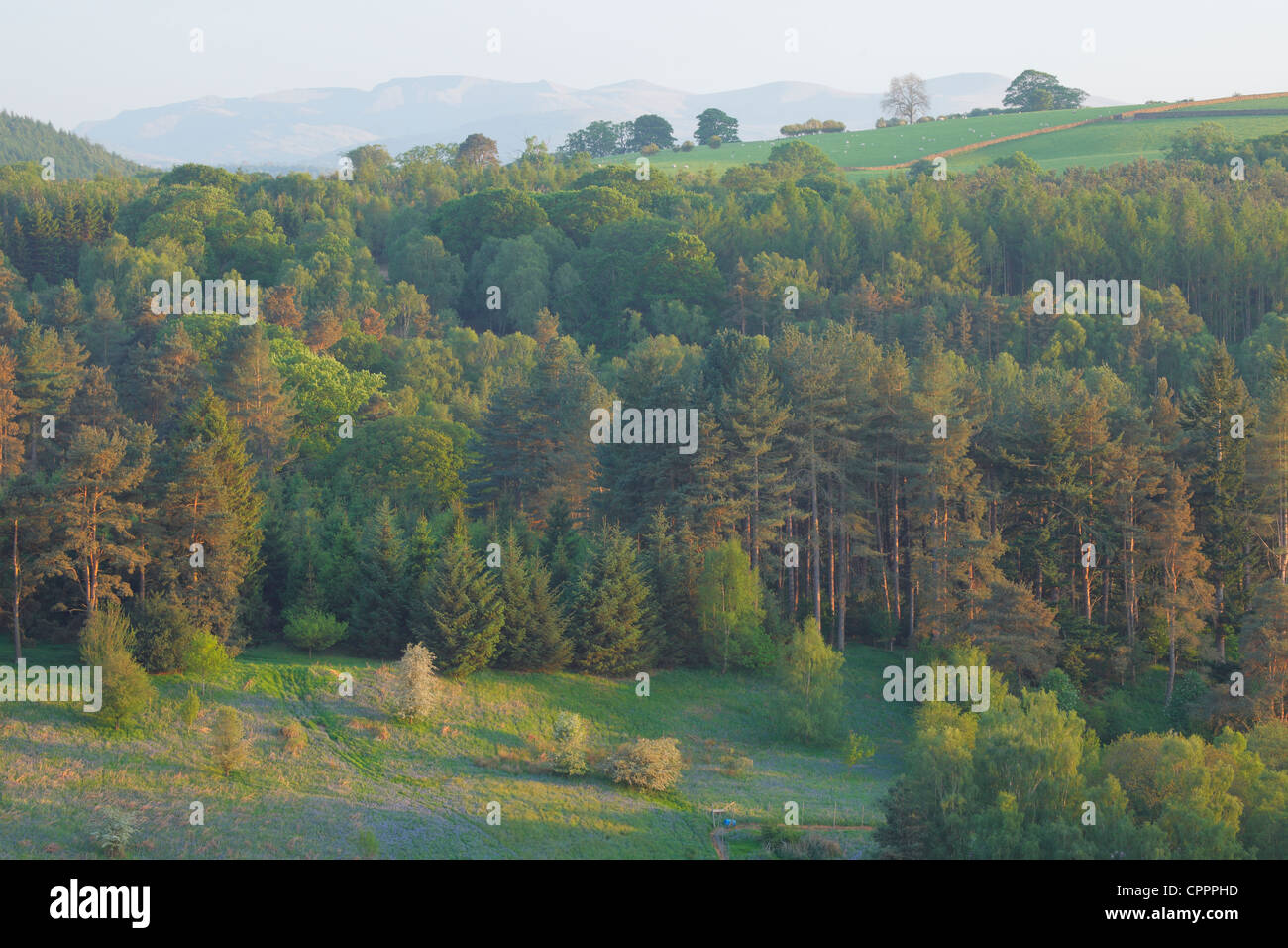 Looking to Baron Wood from Coombs Wood at Armathwaite, Eden Valley ...