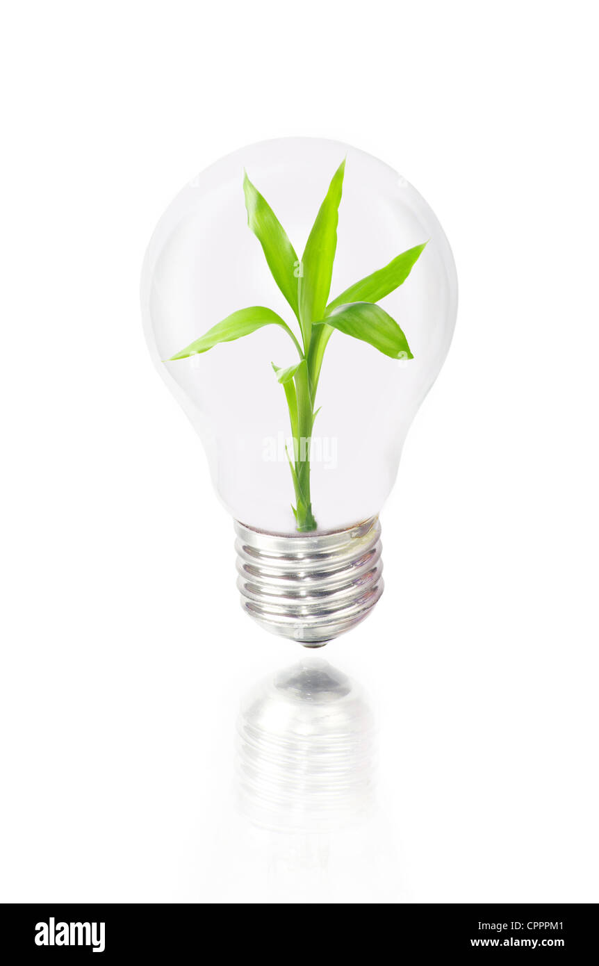 Light bulb with sprout inside Stock Photo - Alamy