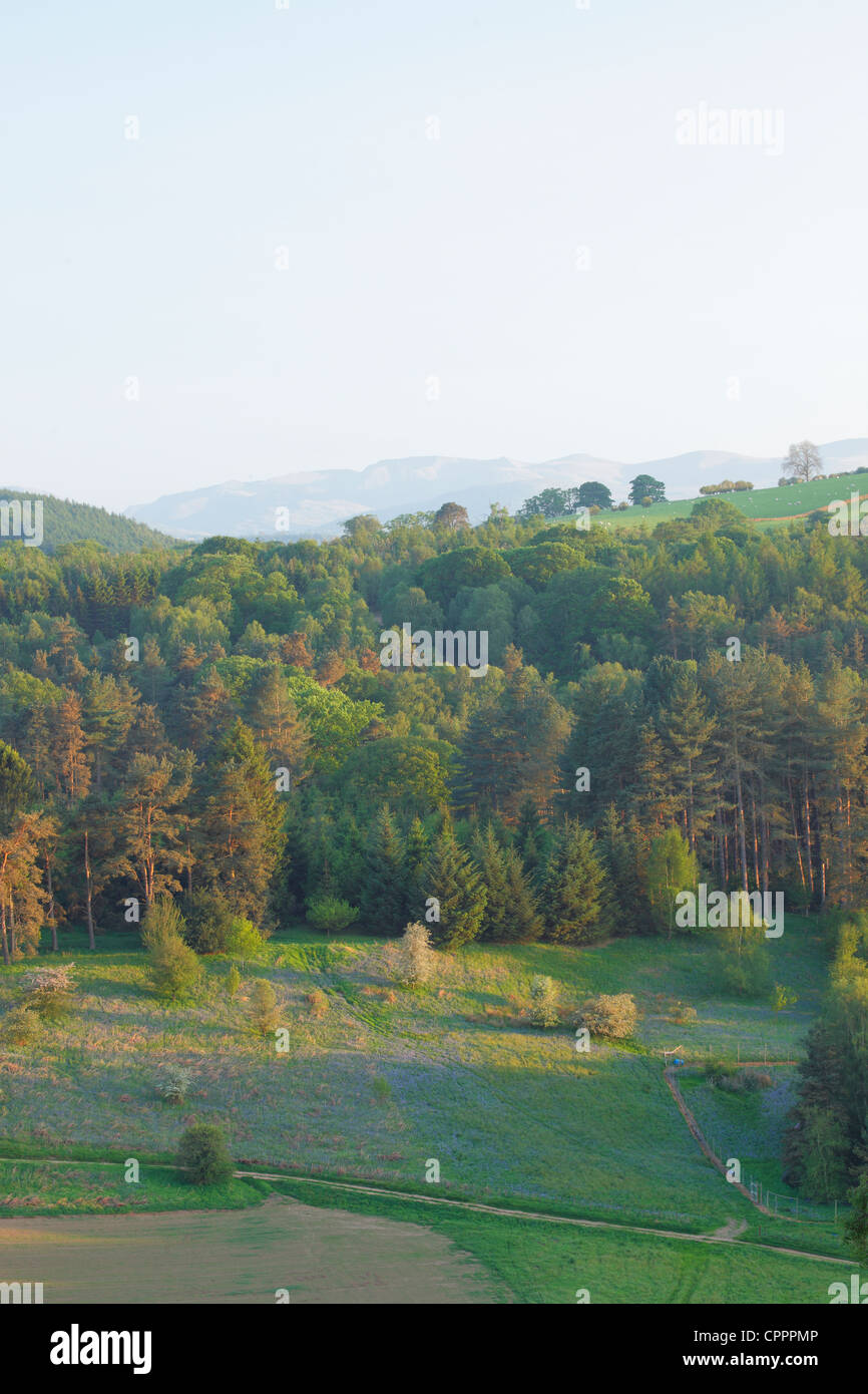 Looking to Baron Wood from Coombs Wood at Armathwaite, Eden Valley ...