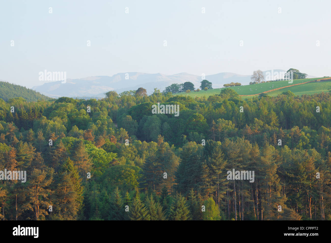 Looking to Baron Wood from Coombs Wood at Armathwaite, Eden Valley ...
