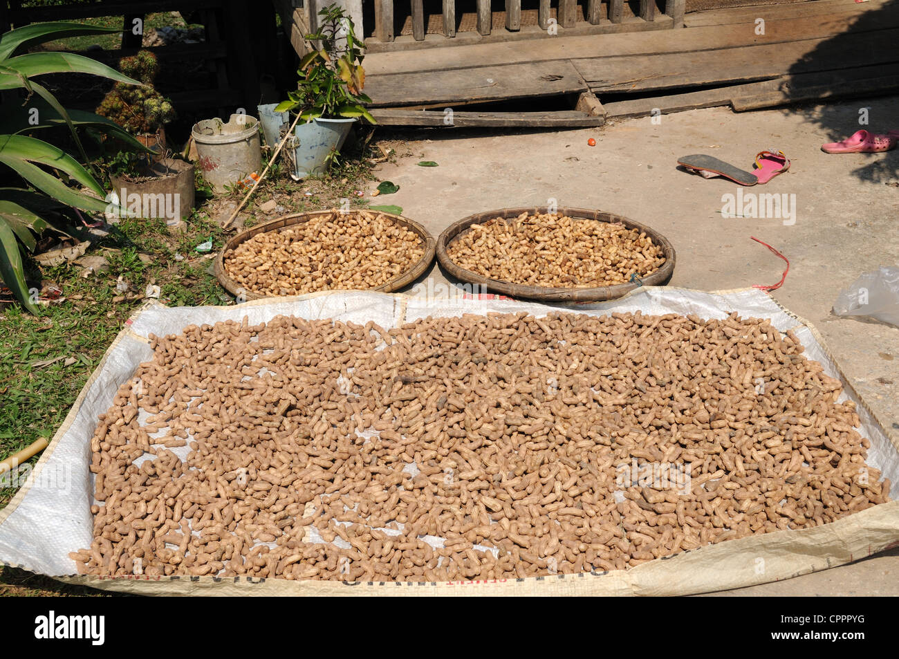 Seed drying hi-res stock photography and images - Alamy