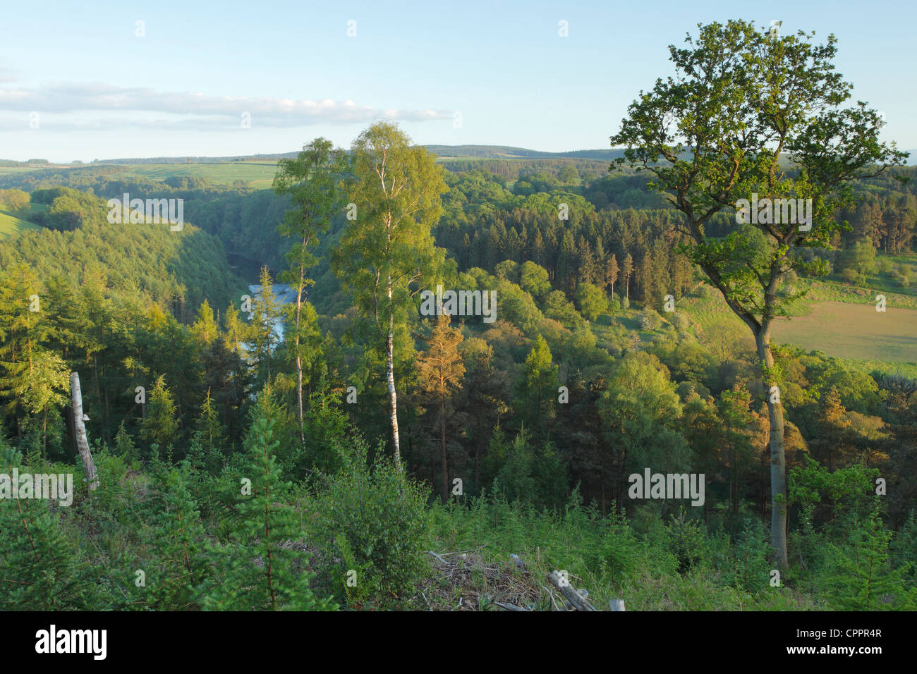 Looking to Baron Wood from Coombs Wood at Armathwaite, Eden Valley ...