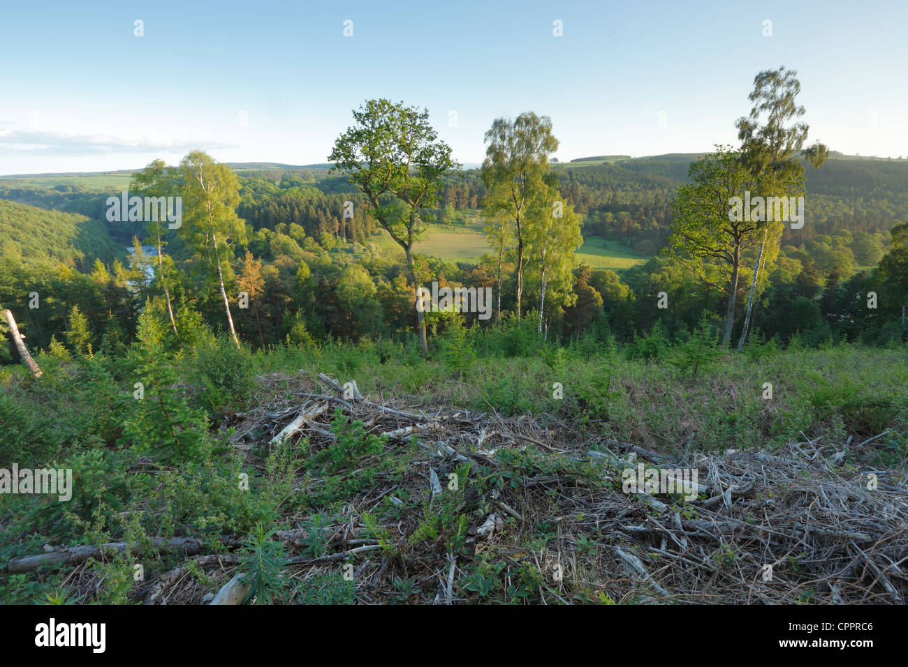 Looking to Baron Wood from Coombs Wood at Armathwaite, Eden Valley ...