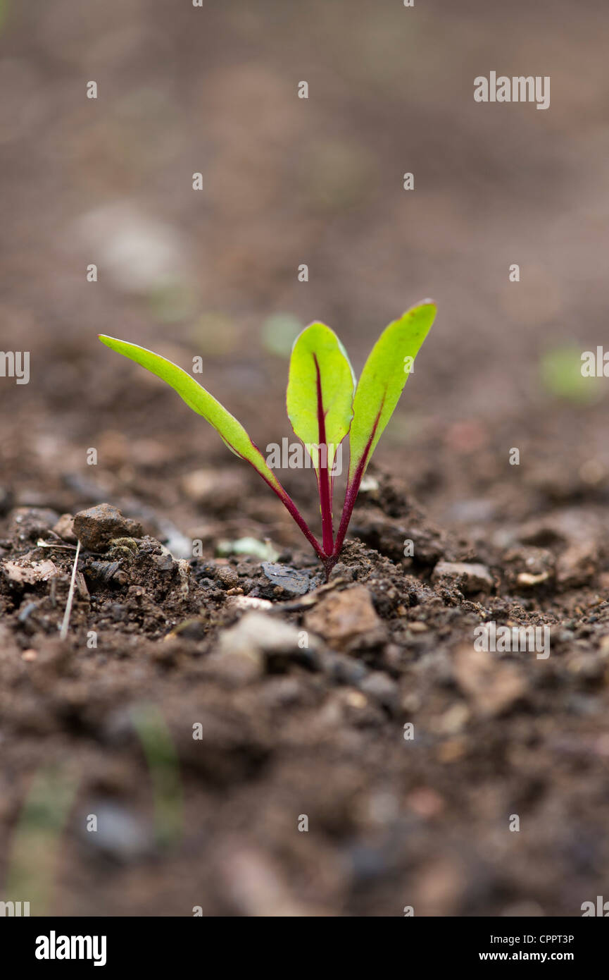 Beta vulgaris. Beetroot seedling in a vegetable patch Stock Photo - Alamy