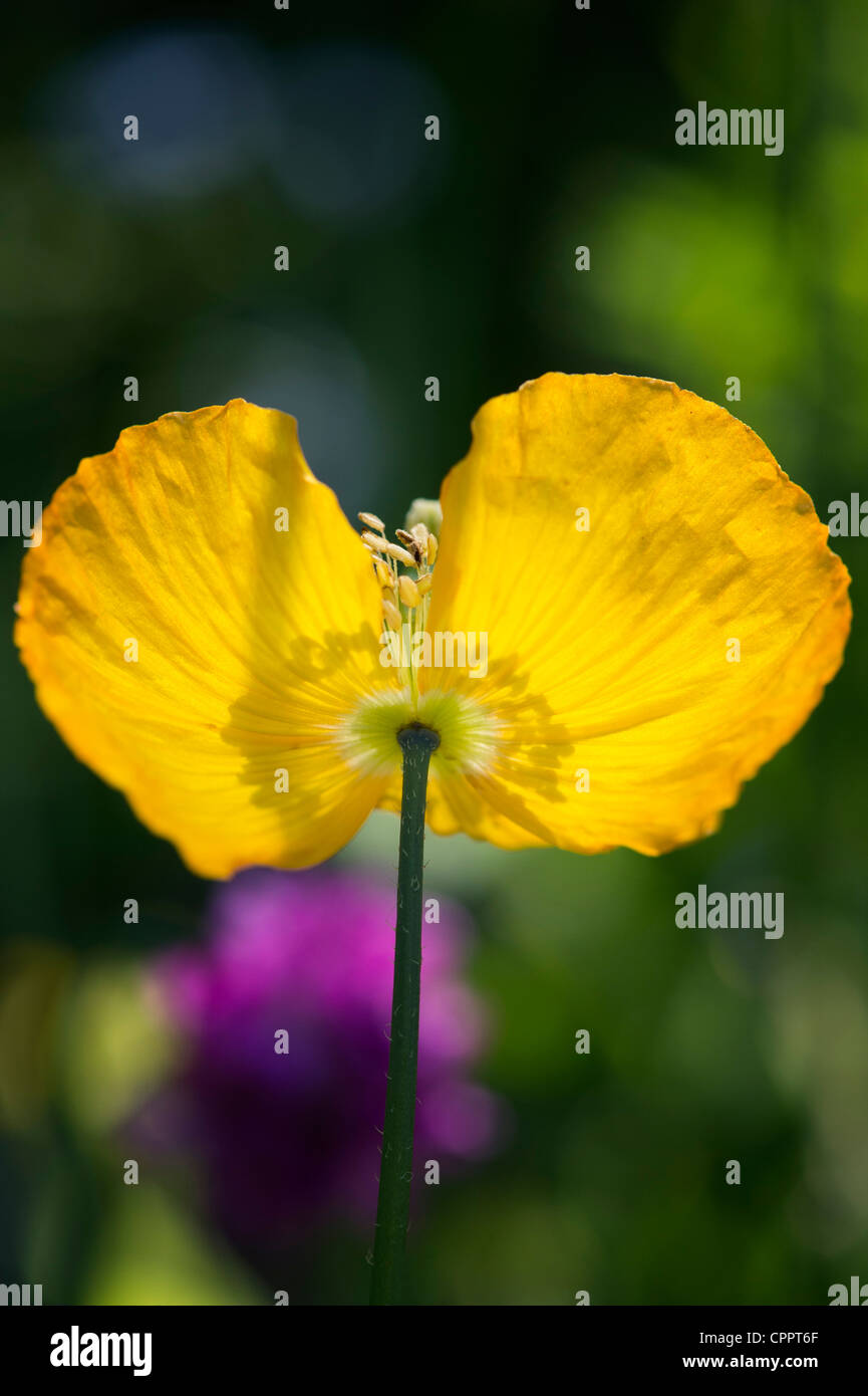 Meconopsis cambrica. Welsh Poppy flower Stock Photo - Alamy