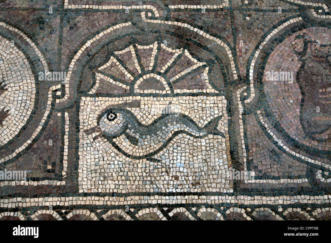 Floor mosaic depicting a fish at the Byzantine era church in the ...