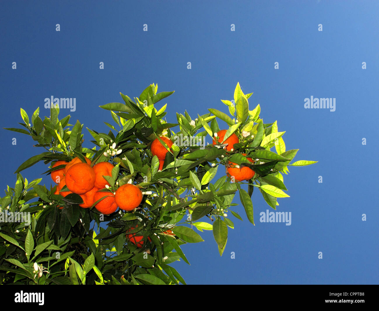 Granada fruit hi-res stock photography and images - Alamy