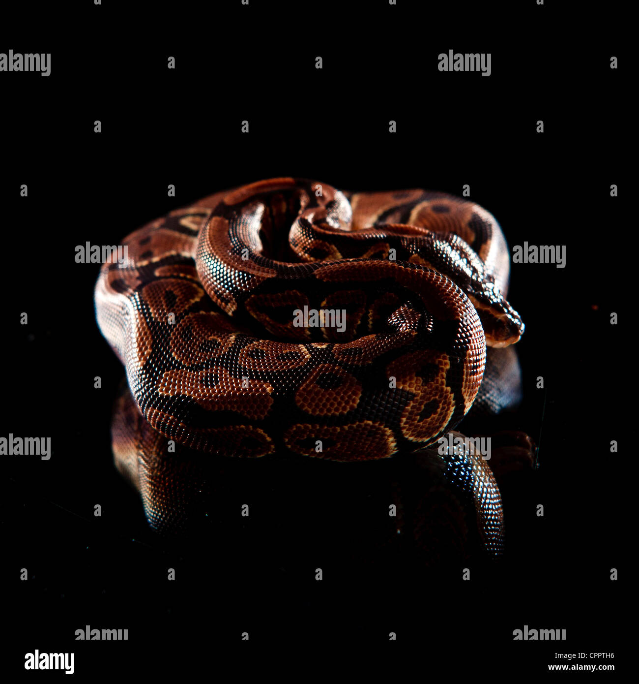 Black anaconda hi-res stock photography and images - Alamy