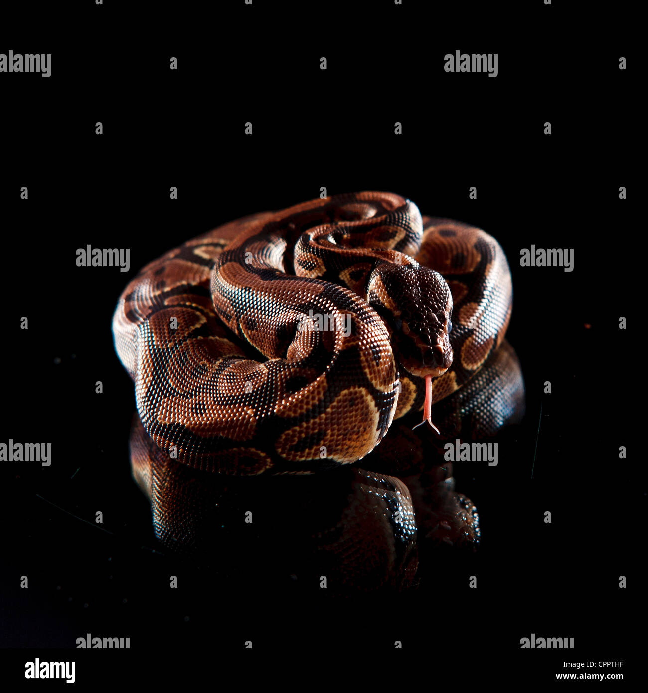 Black anaconda hi-res stock photography and images - Alamy