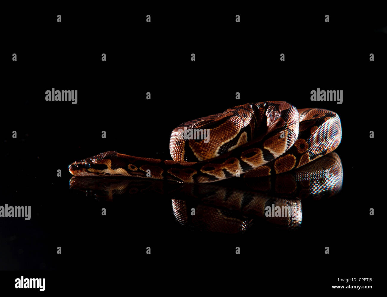 Black anaconda hi-res stock photography and images - Alamy