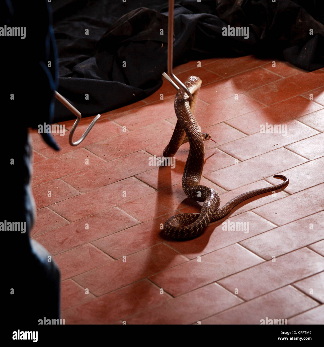 snake - charmer is catching a poisonous cobra Stock Photo - Alamy
