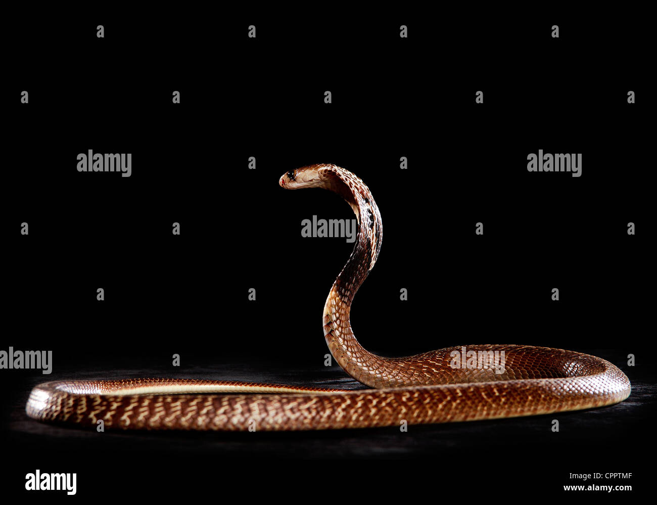 Indian spectacle cobra hi-res stock photography and images - Alamy