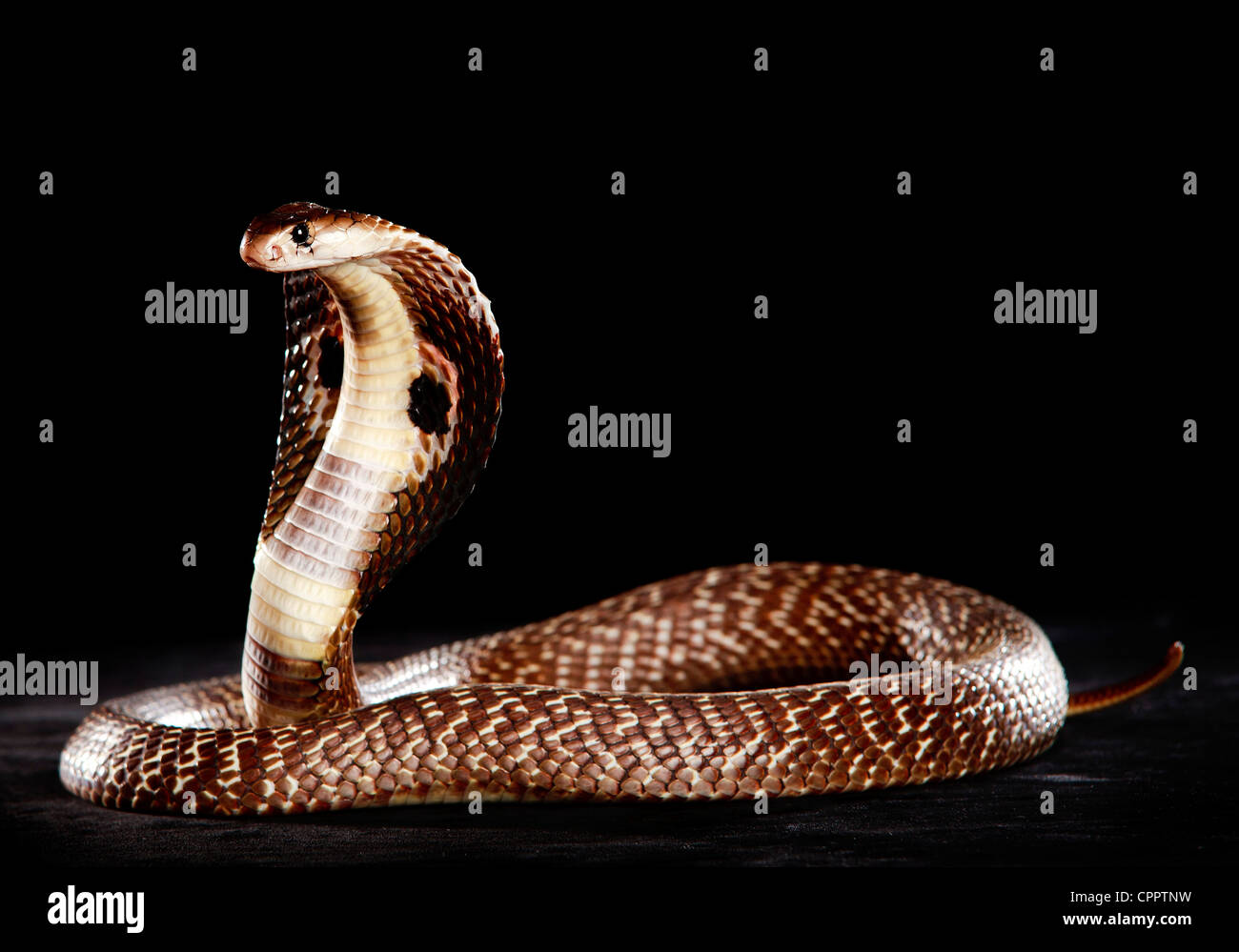 Snake hood hi-res stock photography and images - Alamy