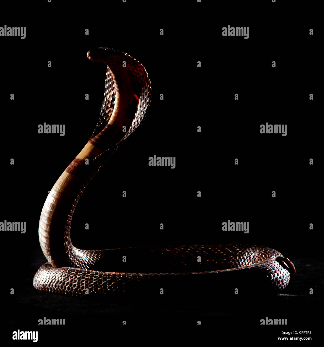 Brown Spectacle Cobra with Hood Stock Photo - Alamy